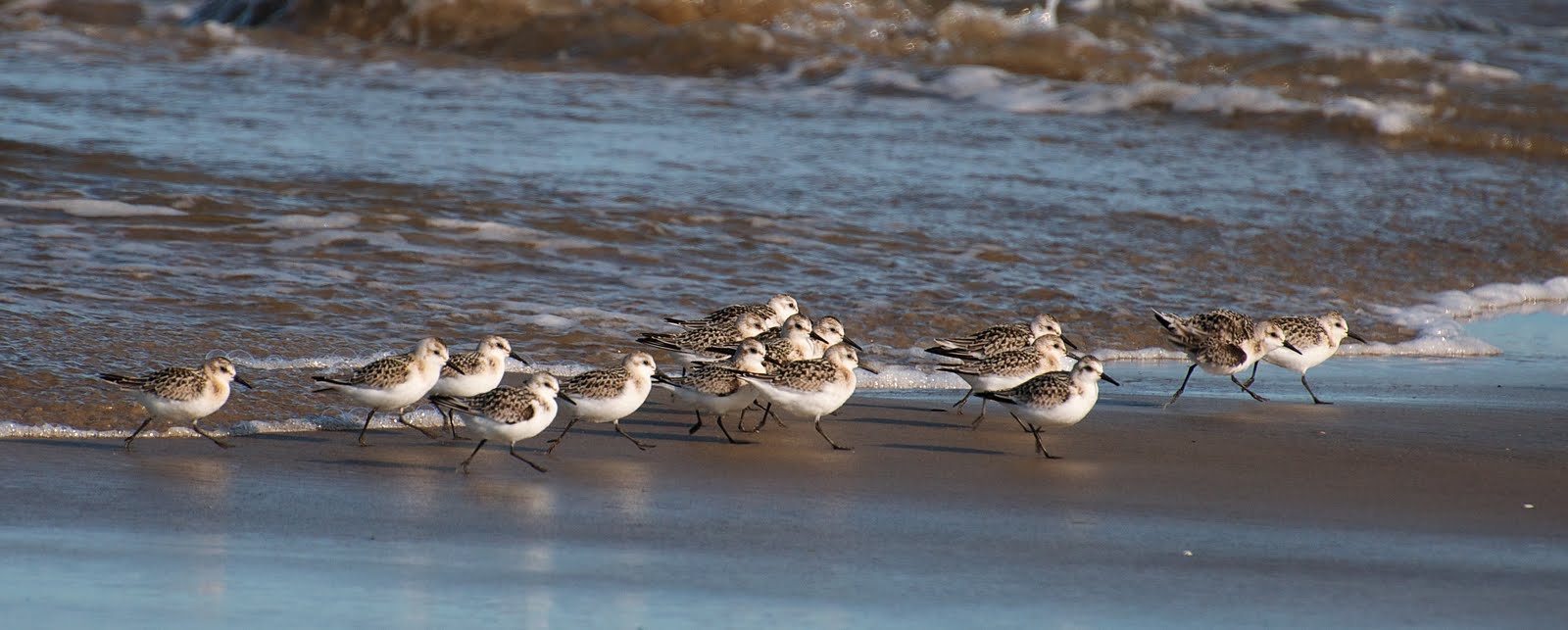 NW Bird Blog: Sanderling